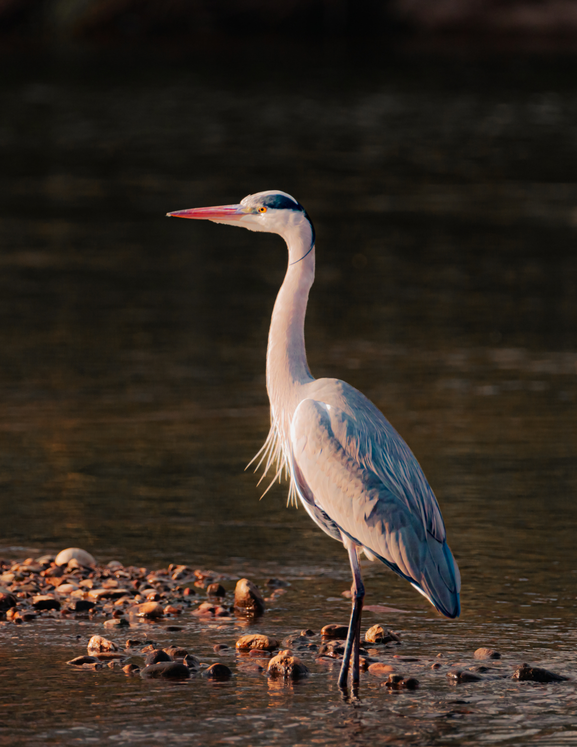 Garza – Rincones del cielo